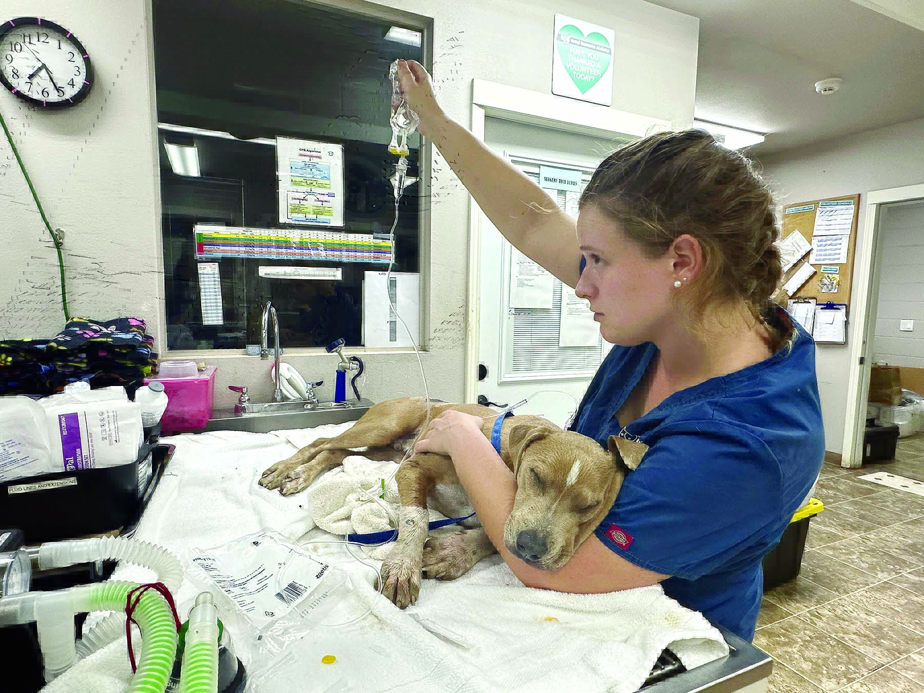 As people fled the fires, pets did too; some emerged, but many remain lost | News, Sports, Jobs ...